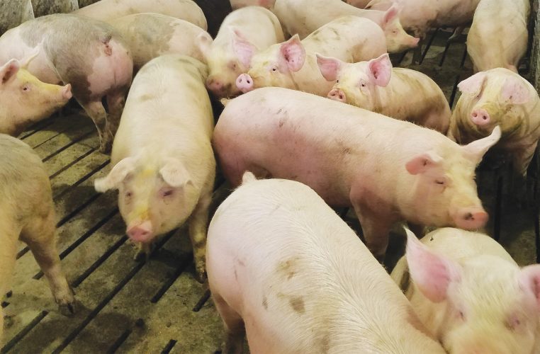 A sustainable future for pork producers | News, Sports, Jobs - Marshall ...